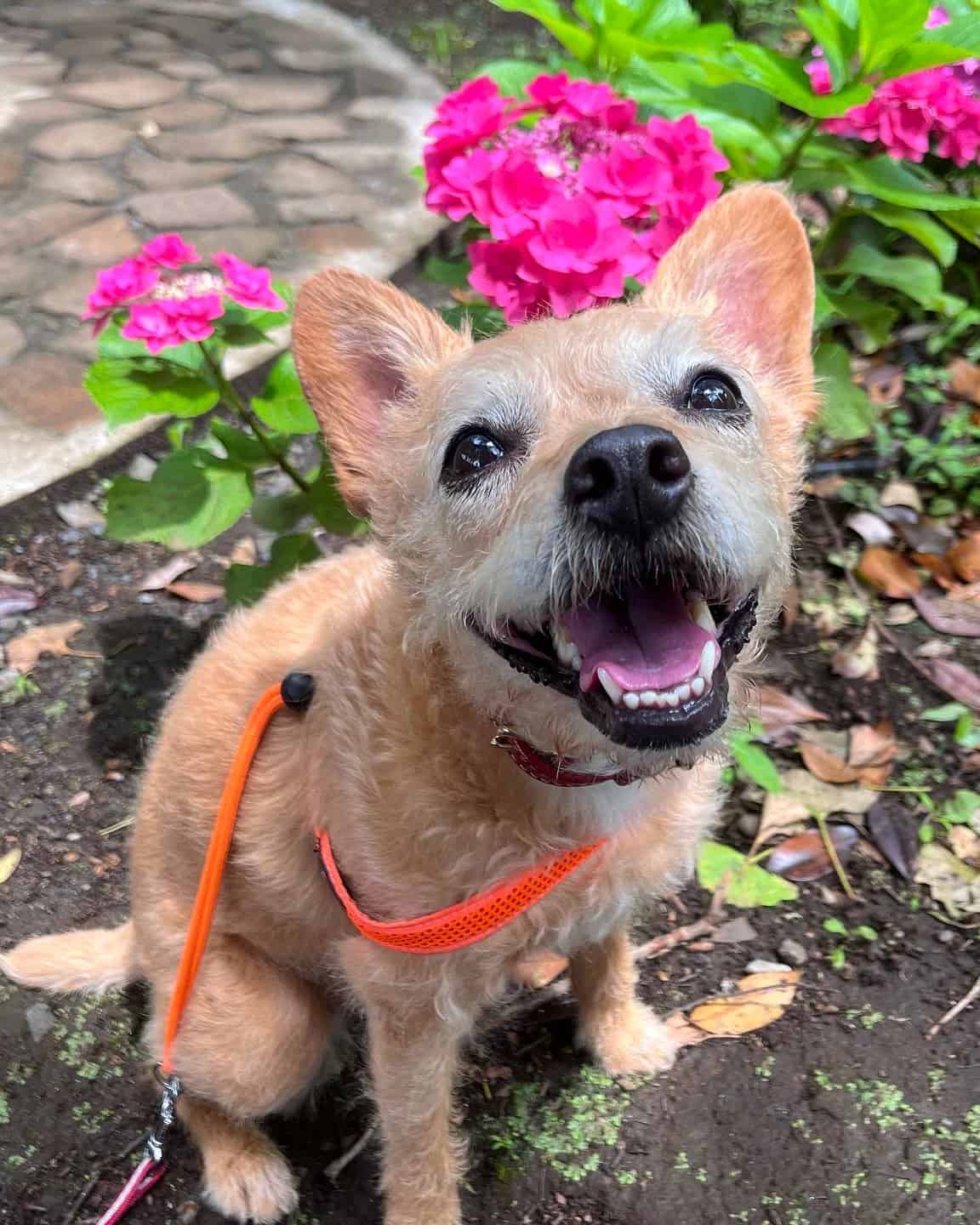 French Bulldog Poodle Mix (French Boodle): Pictures & Facts