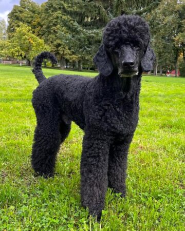 43 Best Poodle Haircuts With Pictures! (2025 Updated)
