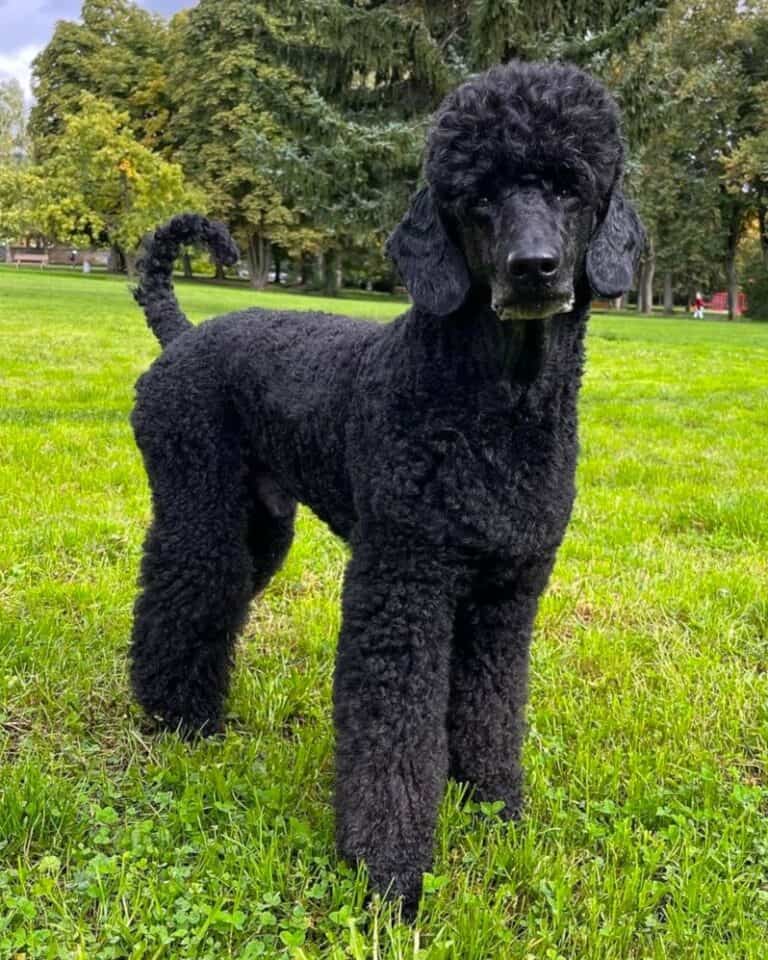 43 Best Poodle Haircuts With Pictures! (2025 Updated)