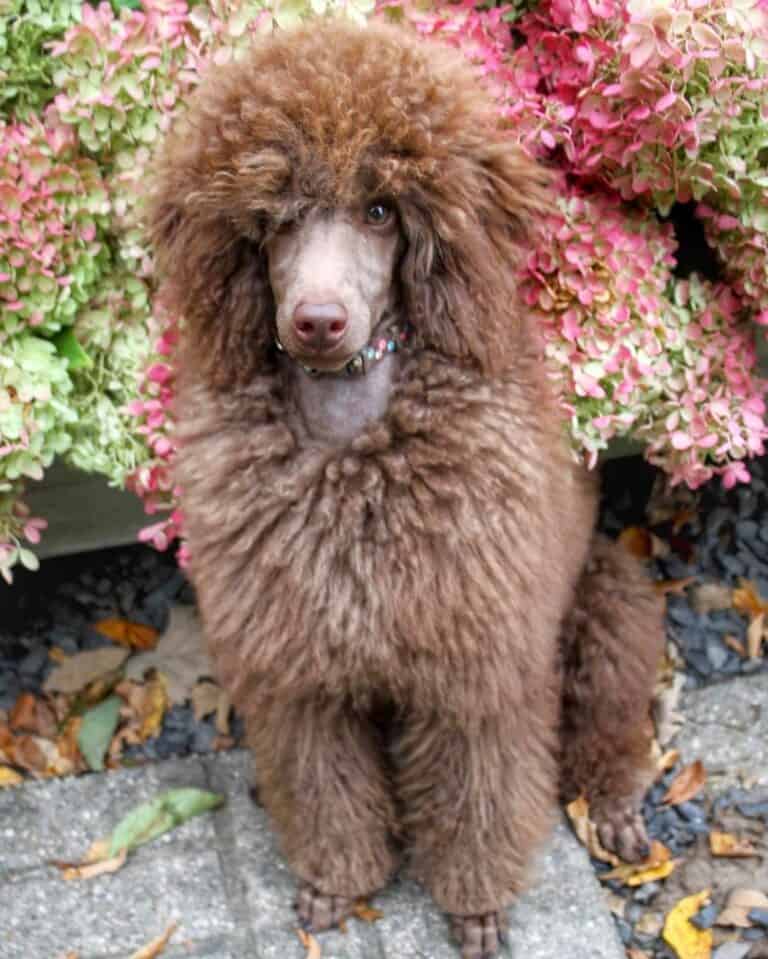43 Best Poodle Haircuts With Pictures! (2025 Updated)