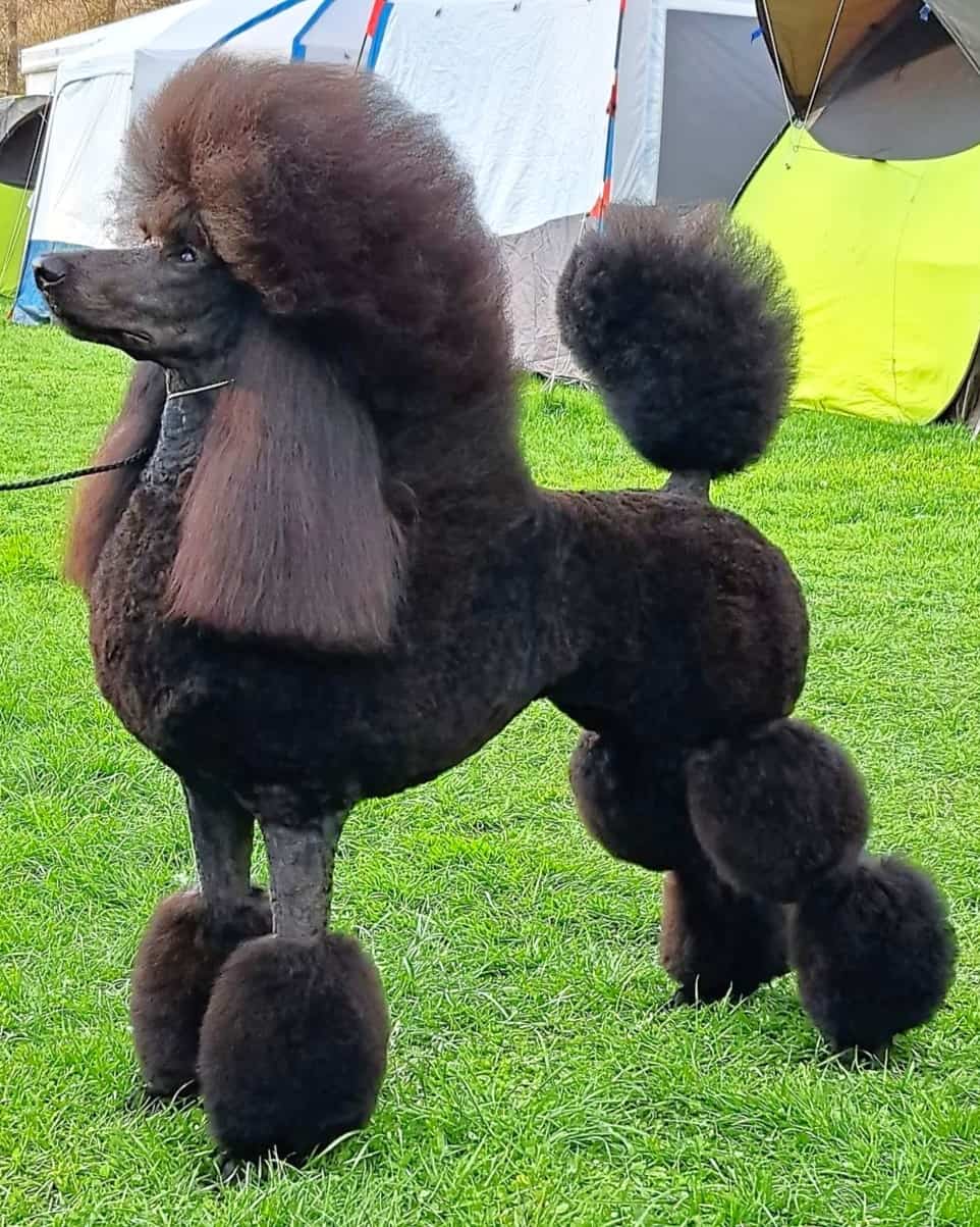 43 Best Poodle Haircuts With Pictures! (2025 Updated)