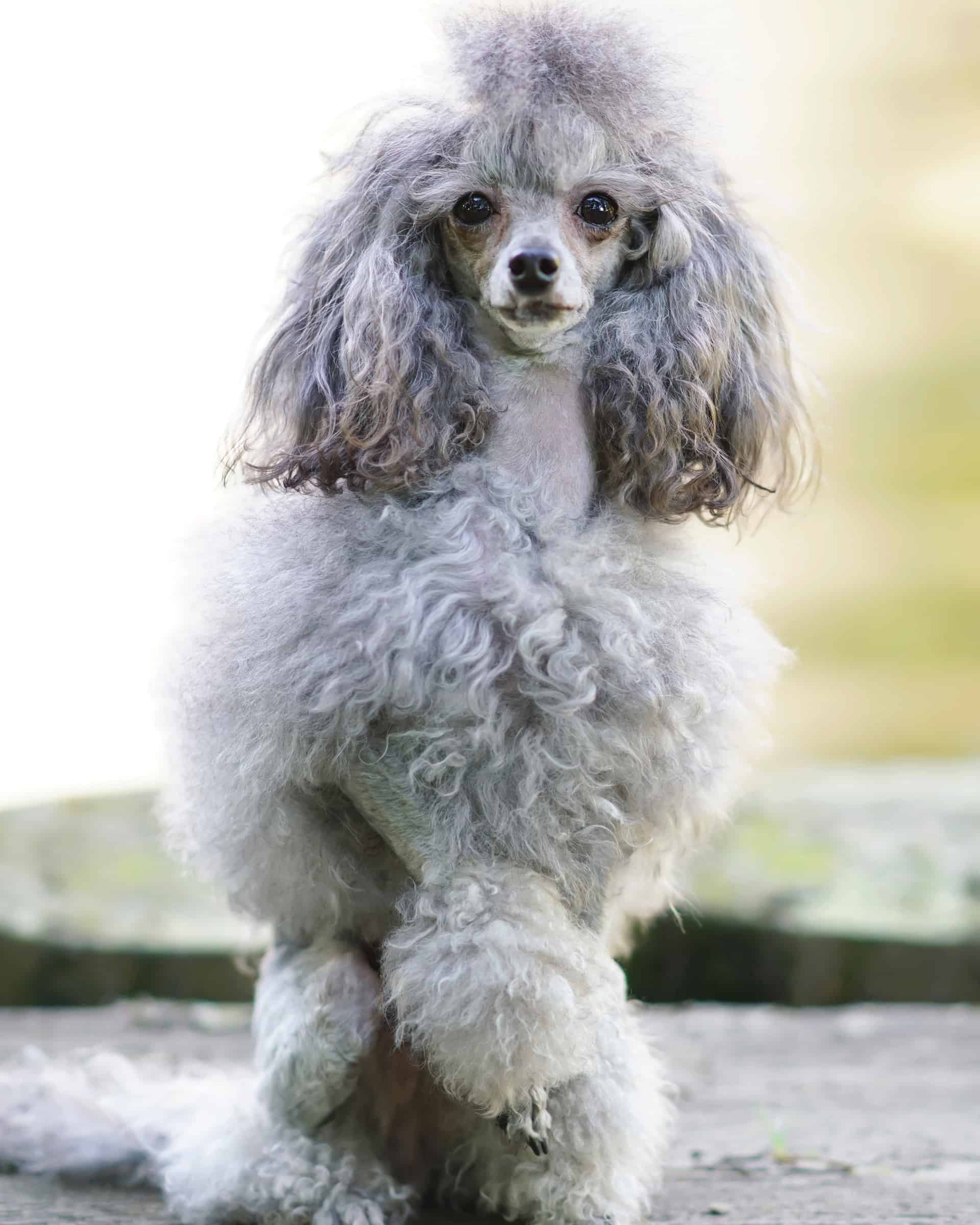 43 Best Poodle Haircuts With Pictures! (2025 Updated)