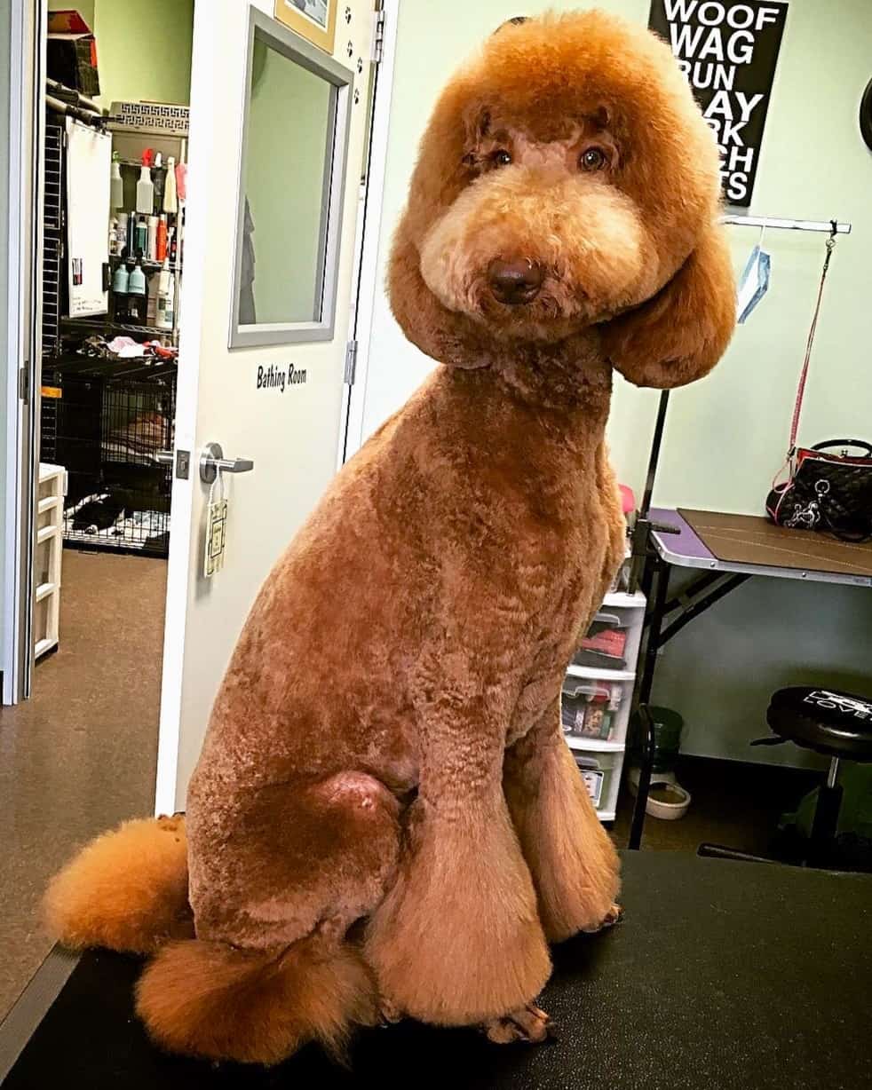 43 Best Poodle Haircuts With Pictures! (2025 Updated)