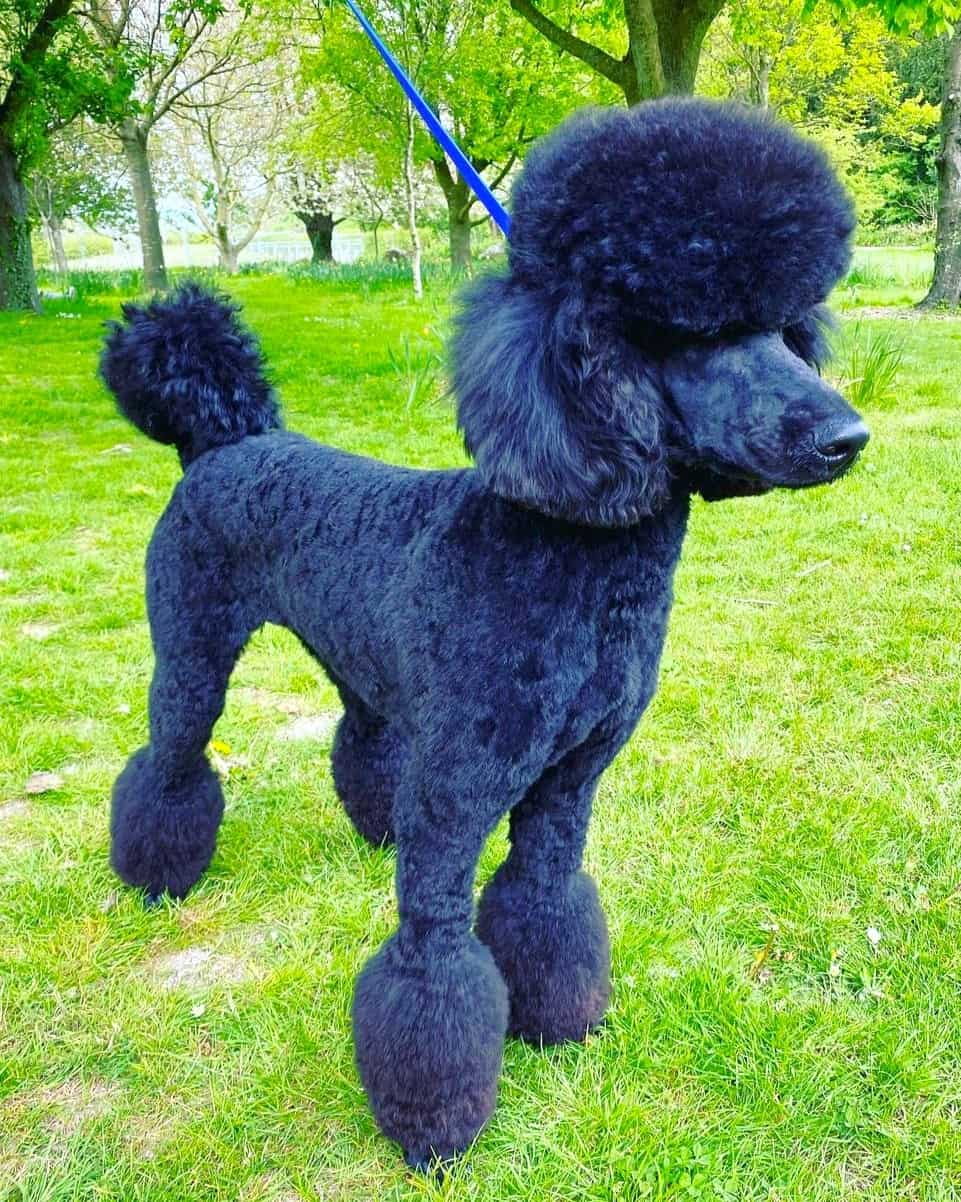 43 Best Poodle Haircuts With Pictures! (2025 Updated)