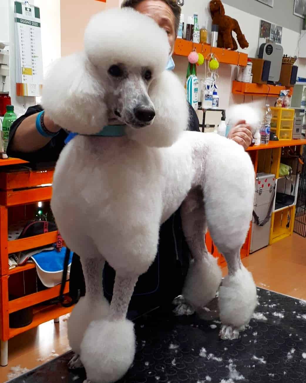 43 Best Poodle Haircuts With Pictures! (2025 Updated)