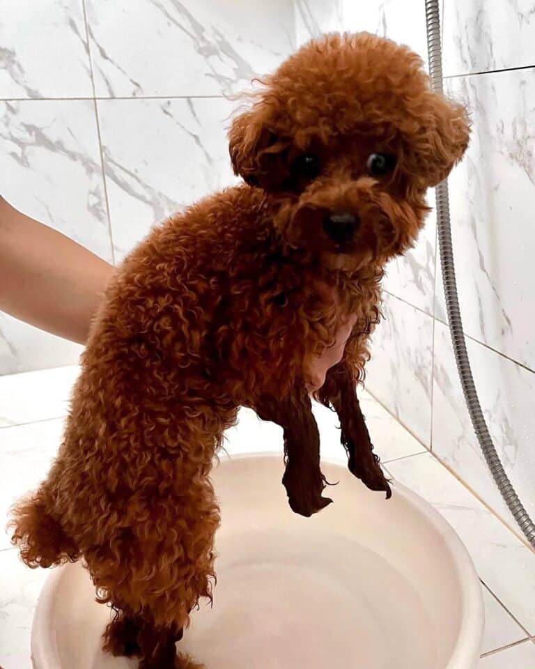 43 Best Poodle Haircuts With Pictures! (2025 Updated)