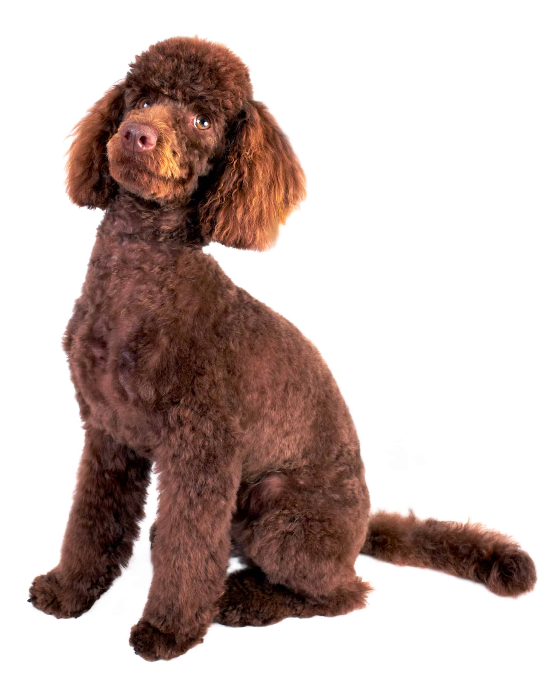 43 Best Poodle Haircuts With Pictures! (2025 Updated)