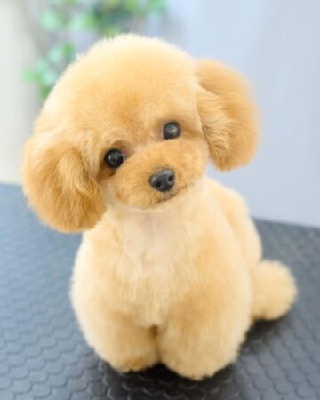 43 Best Poodle Haircuts With Pictures! (2025 Updated)