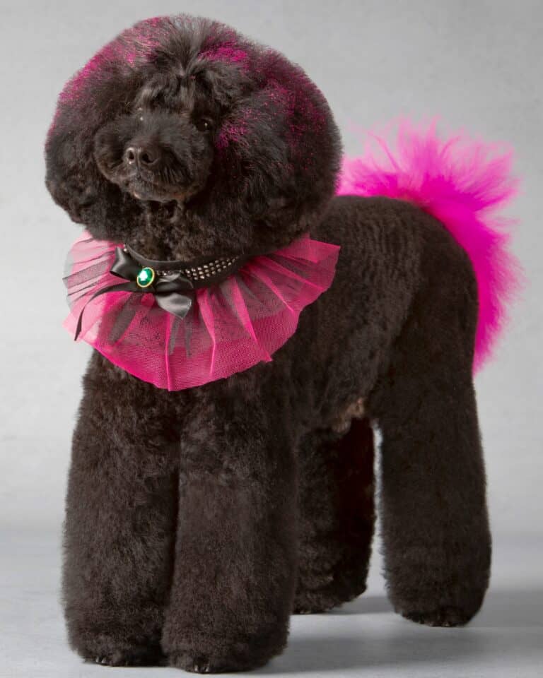 43 Best Poodle Haircuts With Pictures! (2025 Updated)