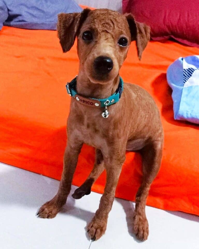 43 Best Poodle Haircuts With Pictures! (2025 Updated)