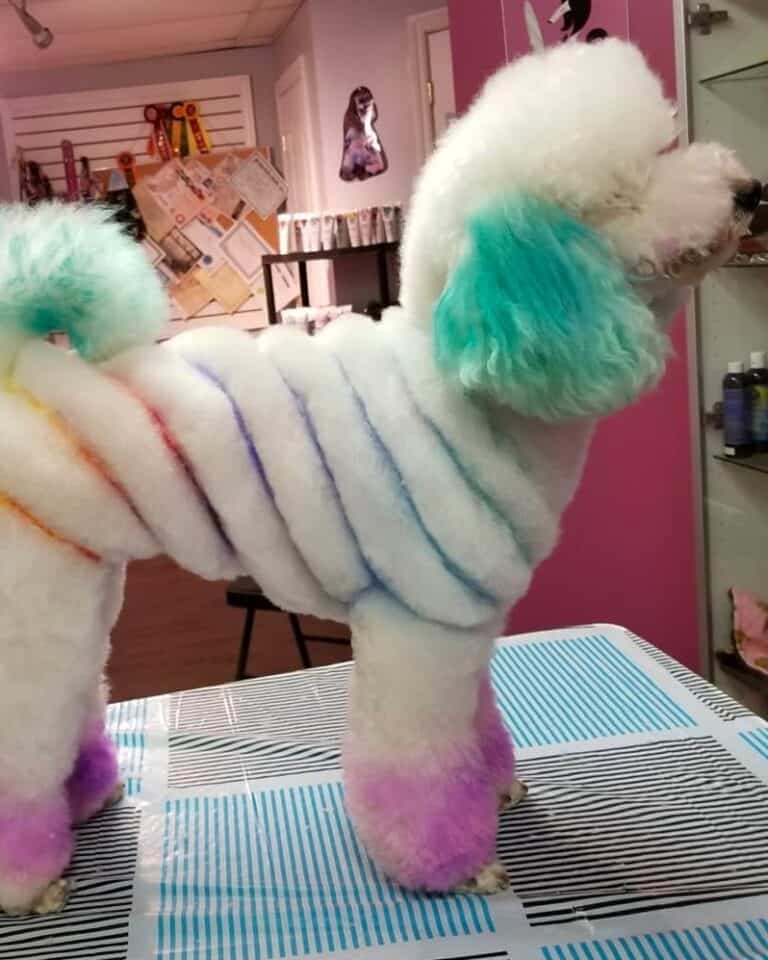 43 Best Poodle Haircuts With Pictures! (2025 Updated)