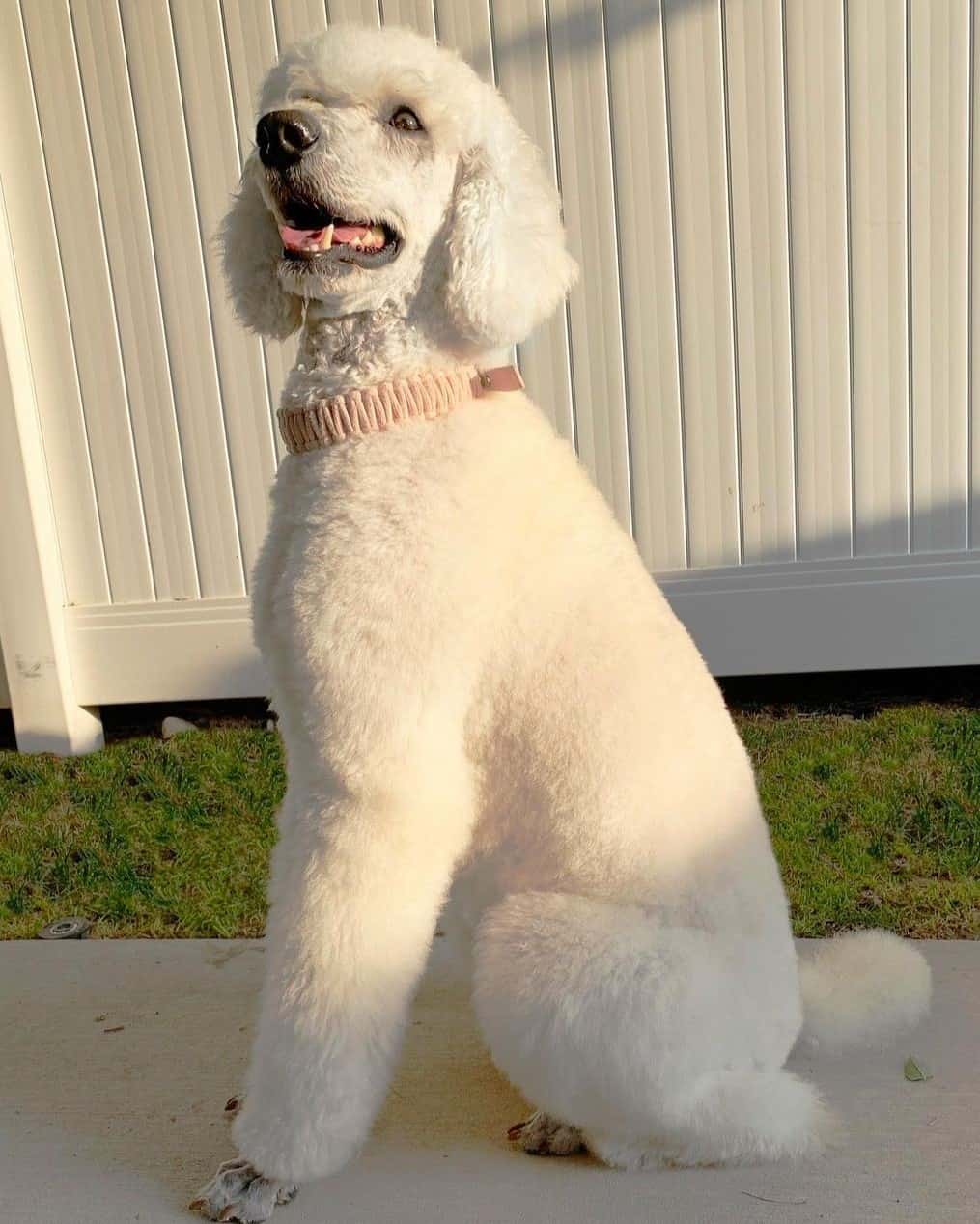 43 Best Poodle Haircuts With Pictures! (2025 Updated)