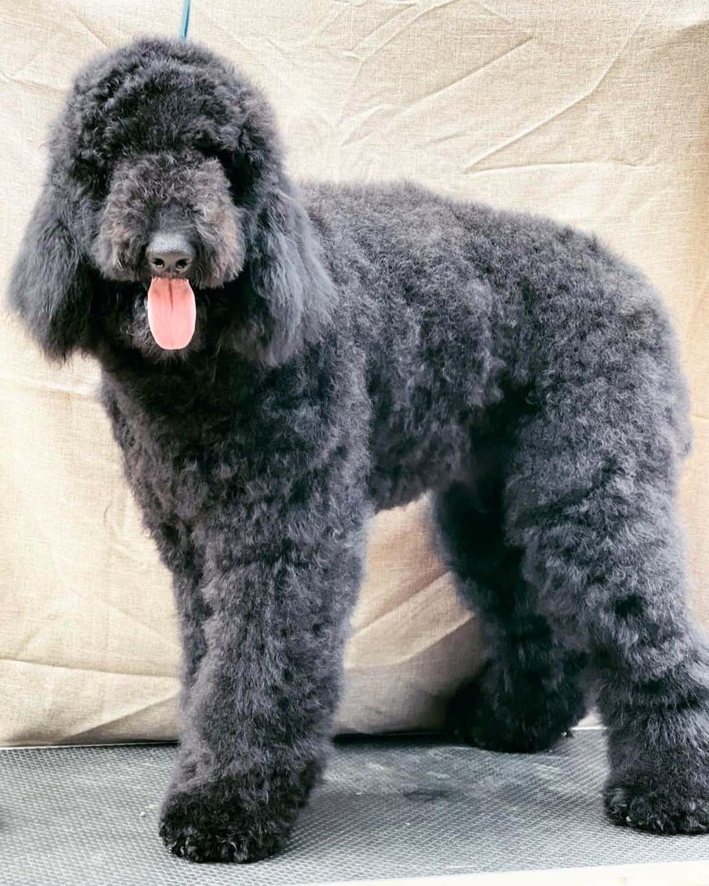 43 Best Poodle Haircuts With Pictures! (2025 Updated)