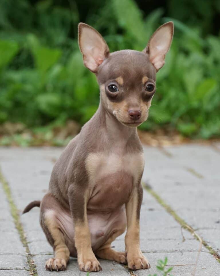 24 Small Dog Breeds With Short Hair (Low Grooming Needs)