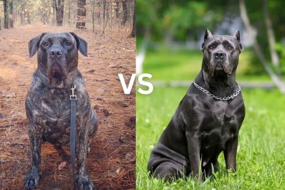 Cane Corso vs. Dogo Argentino: What’s the Difference?