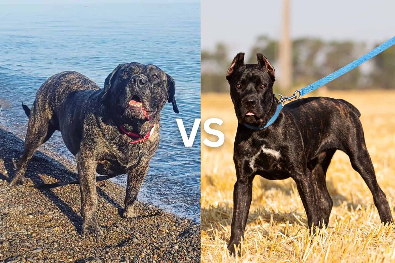 Presa Canario vs. Cane Corso: What’s the Difference?