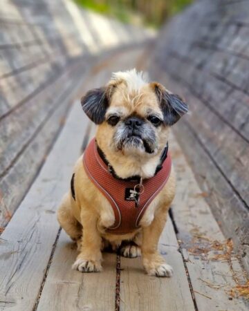 Long-Haired Pug: Myth or Truth? - Everything You Need to Know