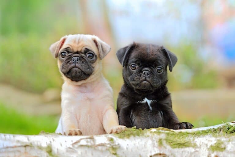 10 Best Pug Breeders (2025 Updated) - Happy Dog Breeds