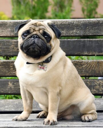 24 Small Dog Breeds With Short Hair (Low Grooming Needs)