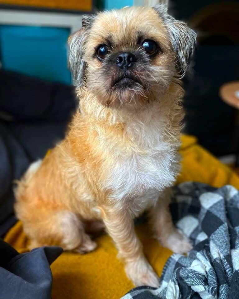 Long-Haired Pug: Myth or Truth? - Everything You Need to Know