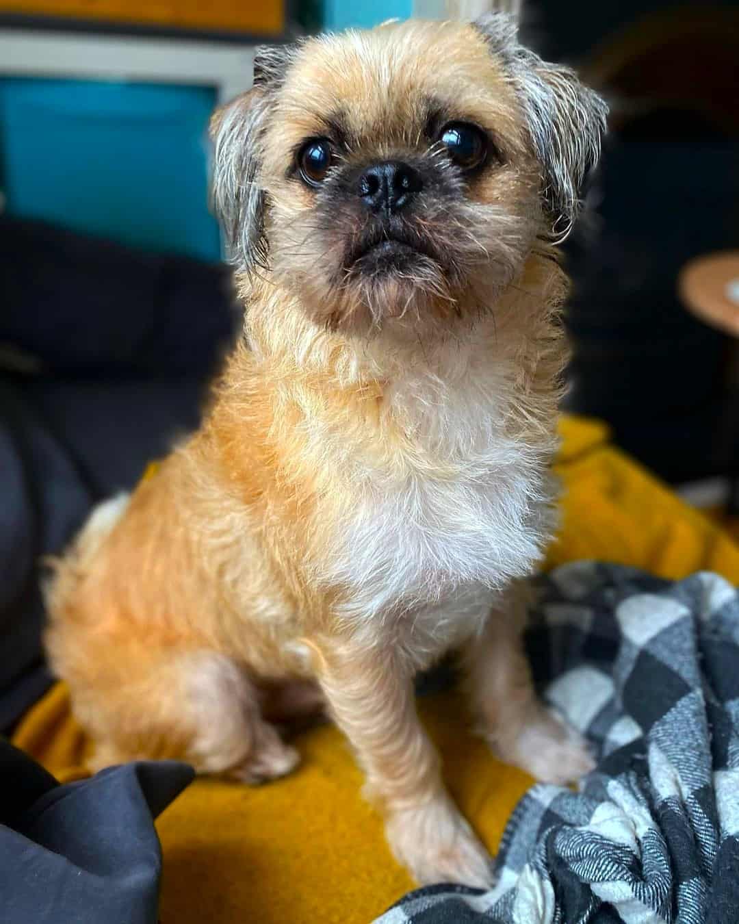 Long-Haired Pug: Myth or Truth? - Everything You Need to Know