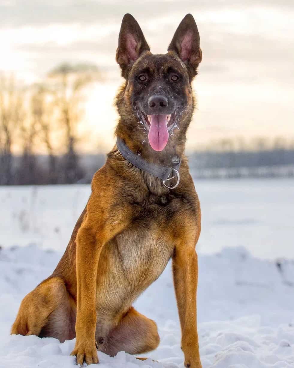 12 Belgian Malinois Colors & Markings (With Pictures)