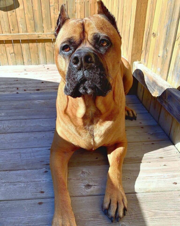 11 Cane Corso Colors and Markings (With Pictures)
