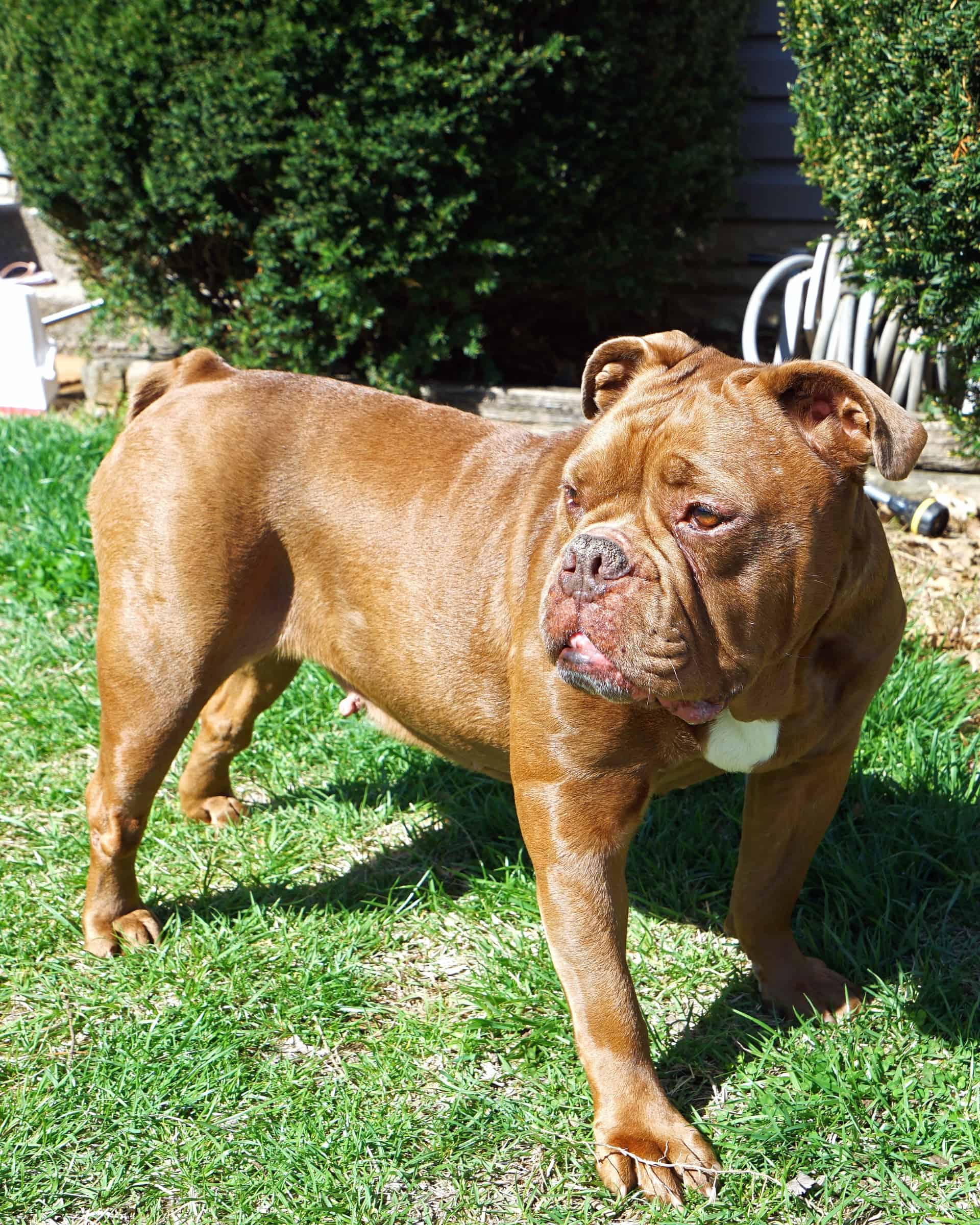 18 English Bulldog Colors & Markings (With Pictures)