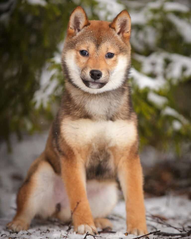 8 Shiba Inu Colors, Markings & Patterns (With Pictures)