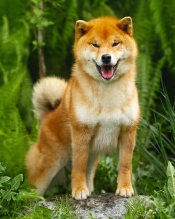 8 Shiba Inu Colors, Markings & Patterns (With Pictures)