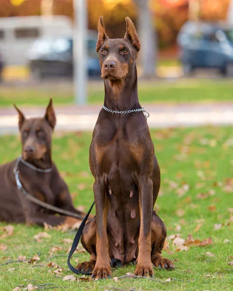 9 Doberman Colors With Pictures (Common & Rare Colors)