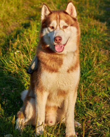 20 Siberian Husky Colors, Markings & Patterns (With Pictures)