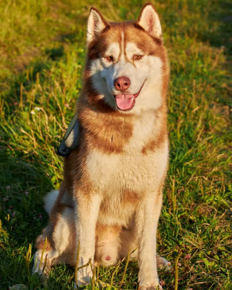 20 Siberian Husky Colors, Markings & Patterns (With Pictures)