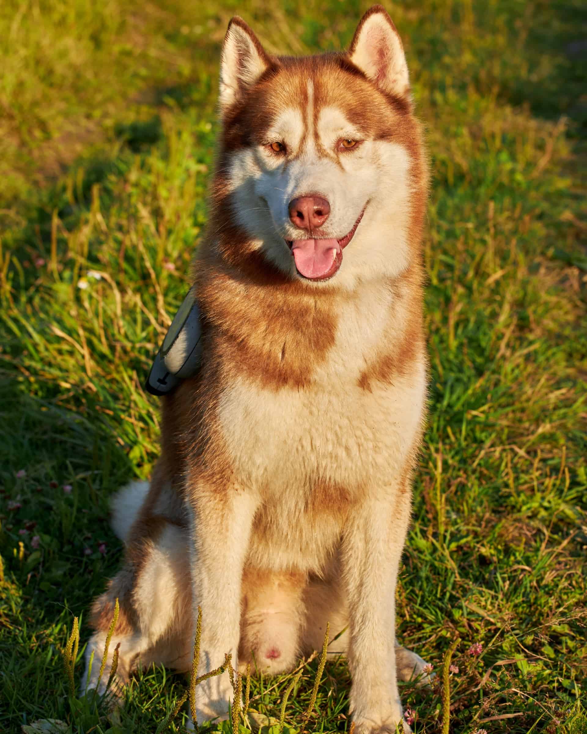 20 Siberian Husky Colors, Markings & Patterns (With Pictures)