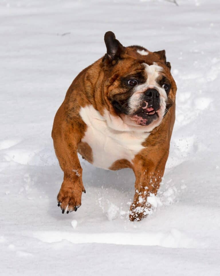 18 English Bulldog Colors & Markings (With Pictures)
