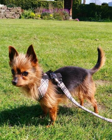 Yorkie Colors: 8 Coat Color Variations Explained (With Photos)