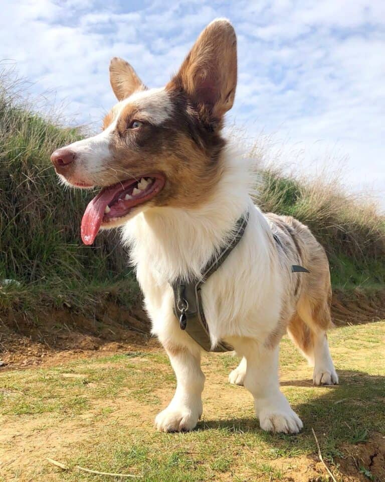 16 Corgi Colors and Markings (With Pictures)