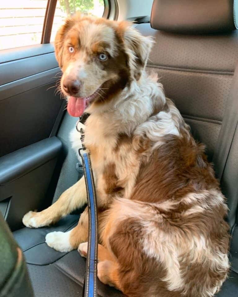 16 Australian Shepherd Colors & Patterns (With Pictures)