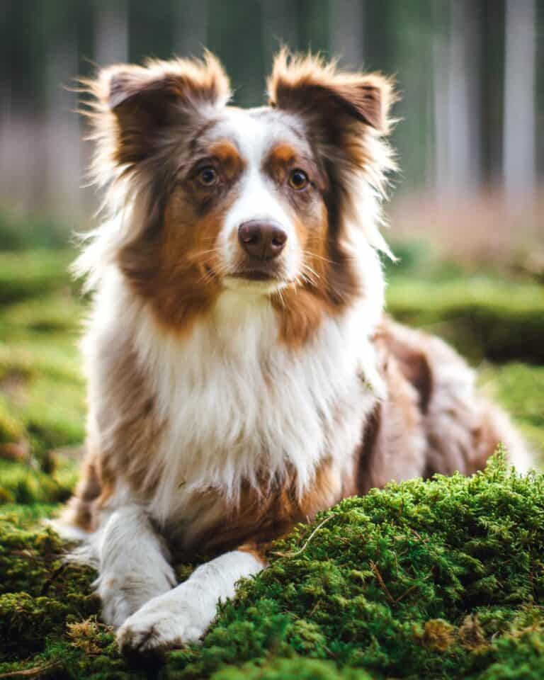 16 Australian Shepherd Colors & Patterns (With Pictures)