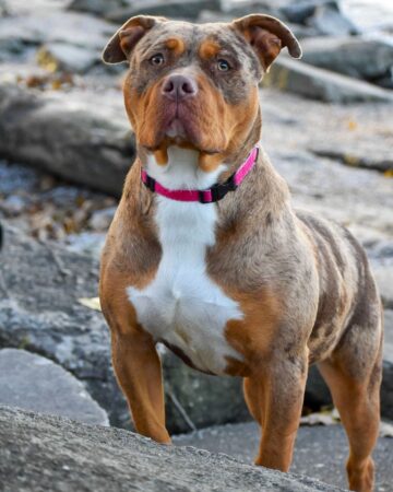 Tri-Color Pitbull – Breed Info, Pictures, Genetics & Facts