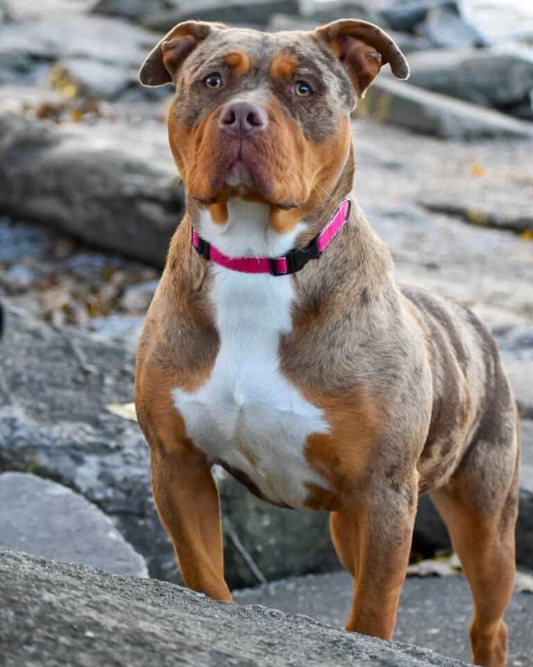 Tri-Color Pitbull – Breed Info, Pictures, Genetics & Facts
