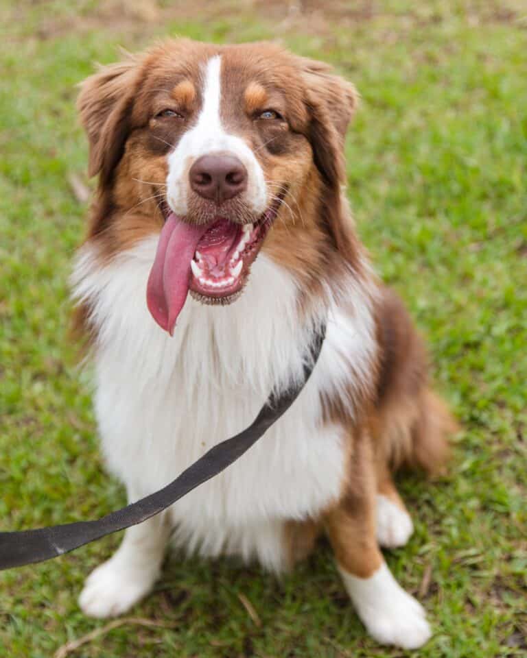 16 Australian Shepherd Colors & Patterns (With Pictures)