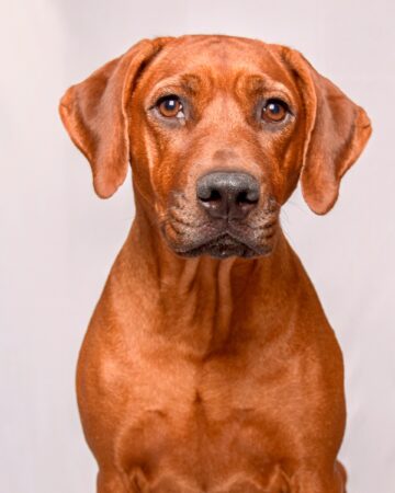13 Rhodesian Ridgeback Colors & Markings (With Pictures)