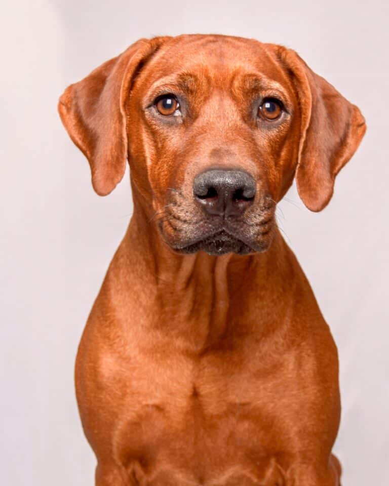 13 Rhodesian Ridgeback Colors & Markings (With Pictures)