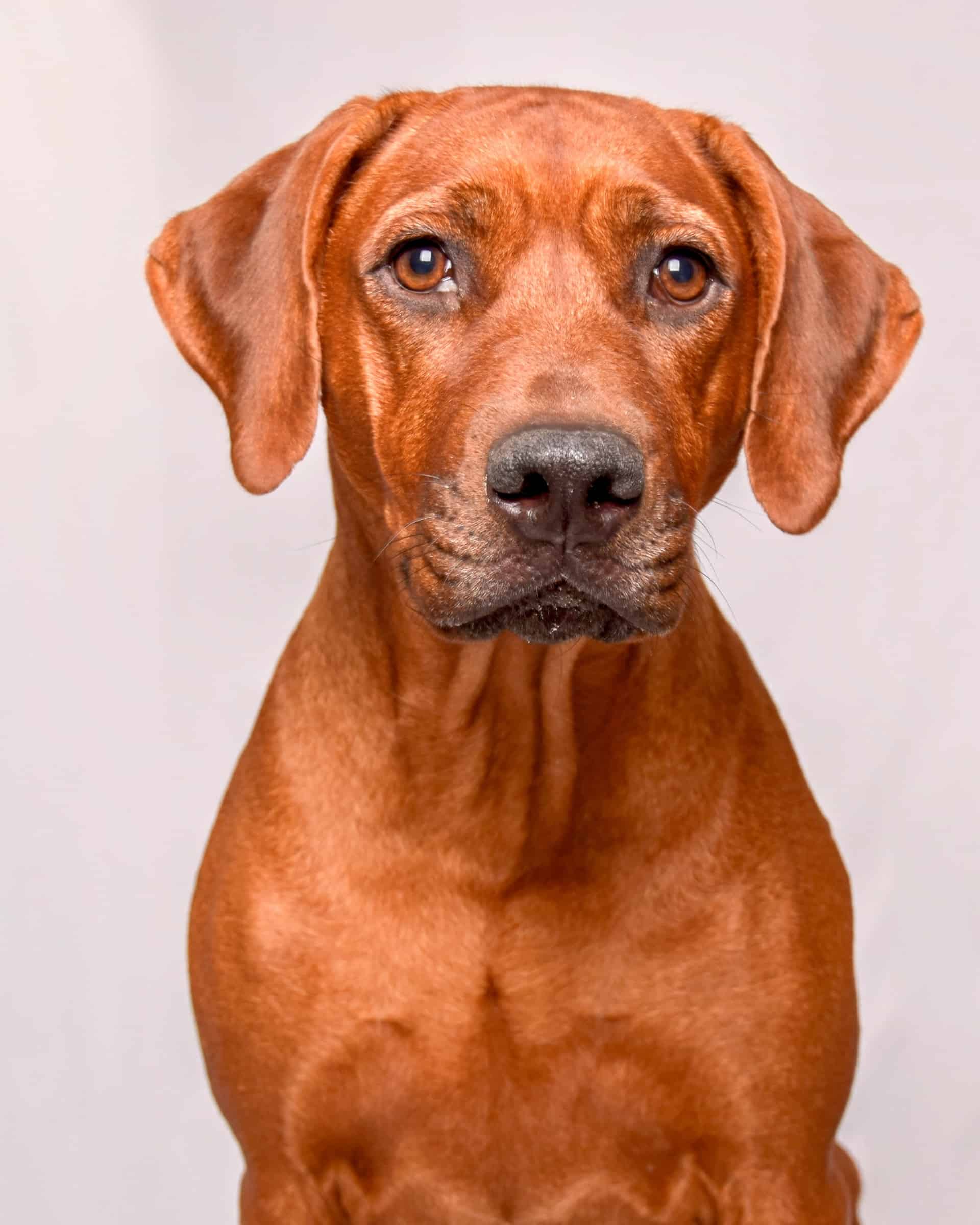 13 Rhodesian Ridgeback Colors & Markings (With Pictures)