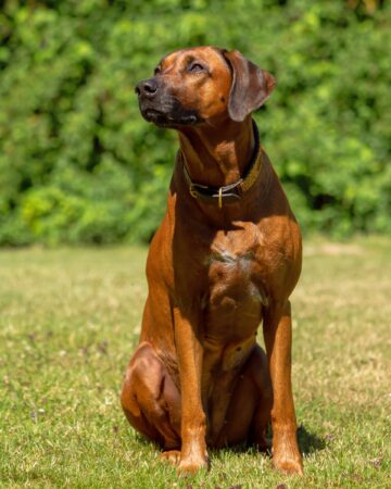 13 Rhodesian Ridgeback Colors & Markings (With Pictures)