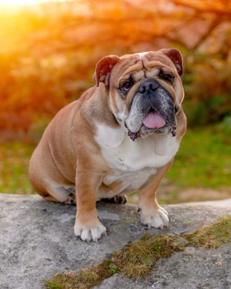 18 English Bulldog Colors & Markings (With Pictures)