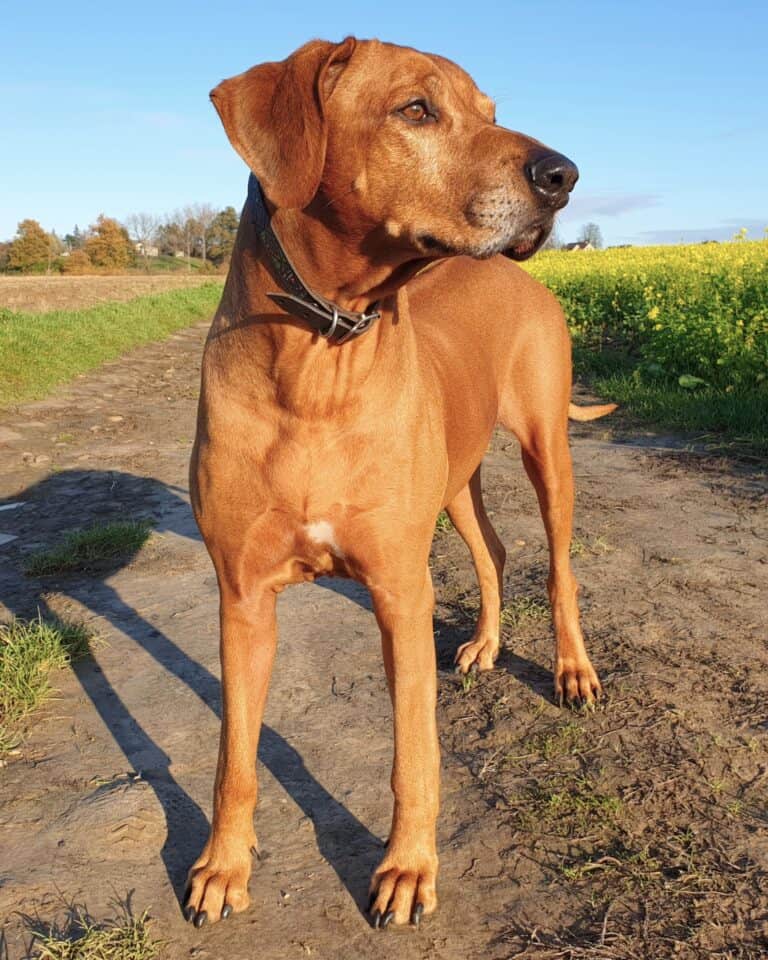 20 Best Tall Skinny Dog Breeds (With Pictures)