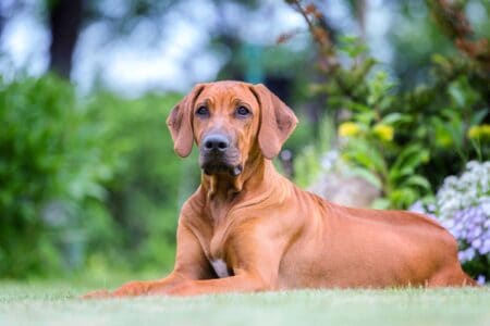 10 Best Rhodesian Ridgeback Breeders (2025 Updated)