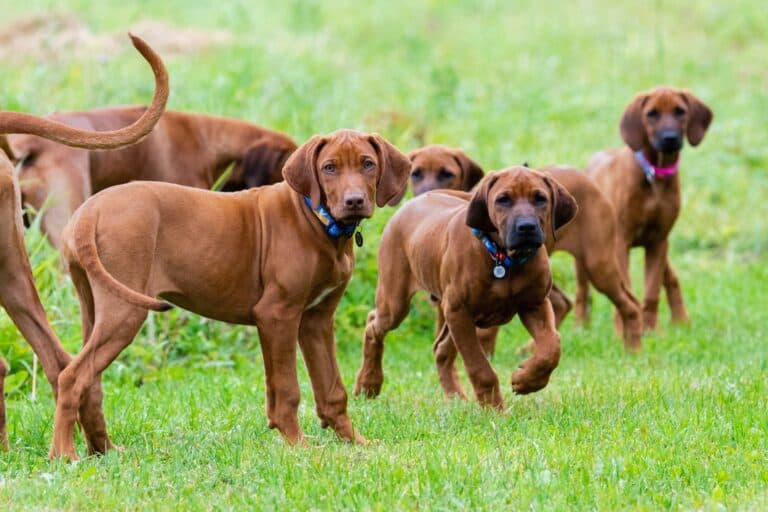 13 Rhodesian Ridgeback Colors & Markings (With Pictures)